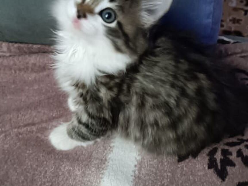 Котята 2 кошечки