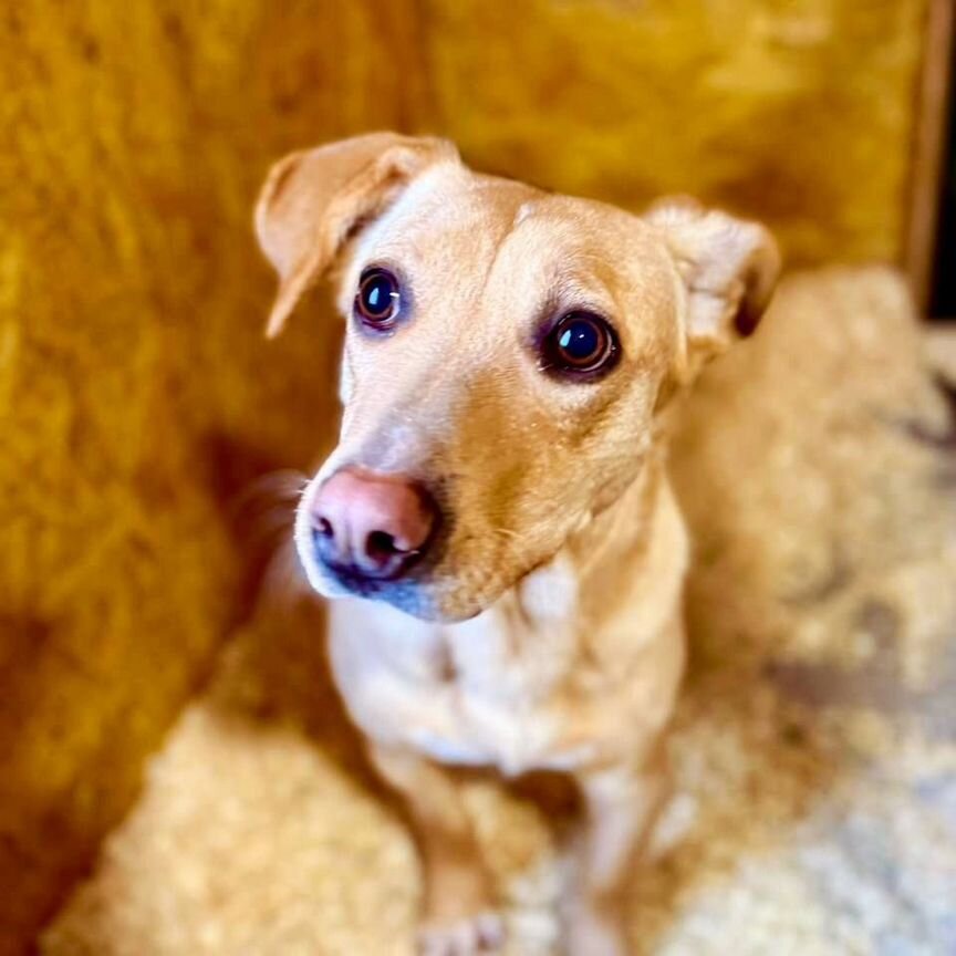 Взрослая собака в добрые руки