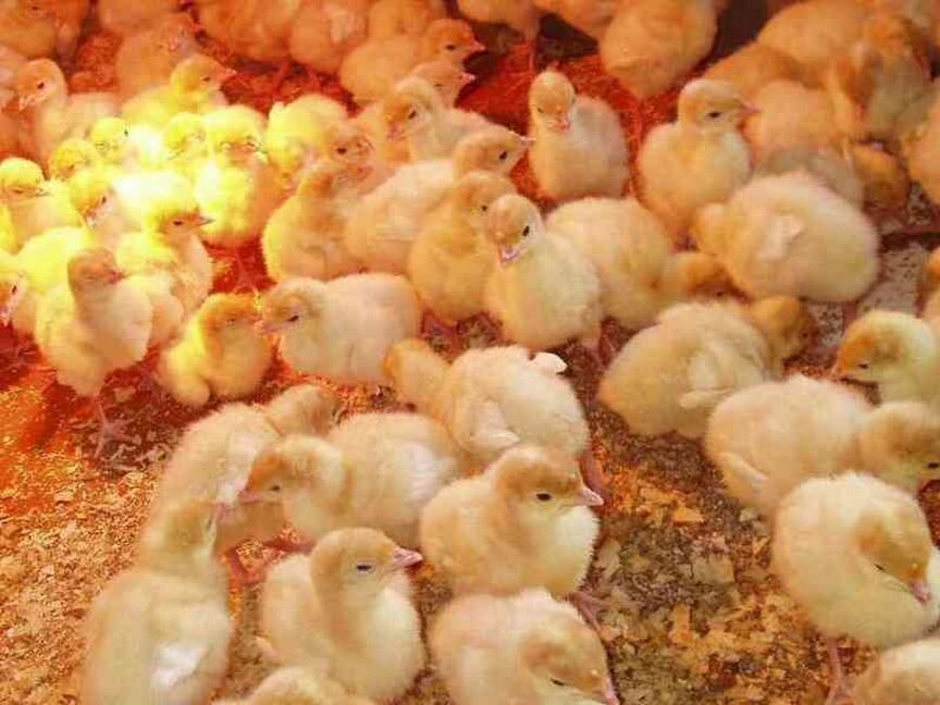 Индюшата хайбрид конвертер