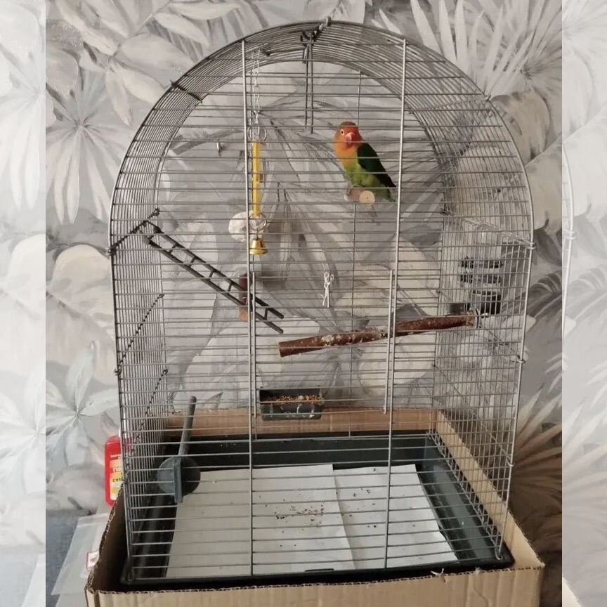 Попугай неразлучник с клеткой