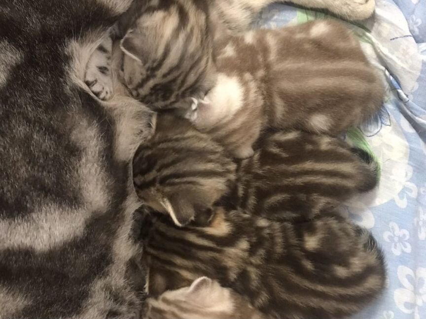 Шотландские котята