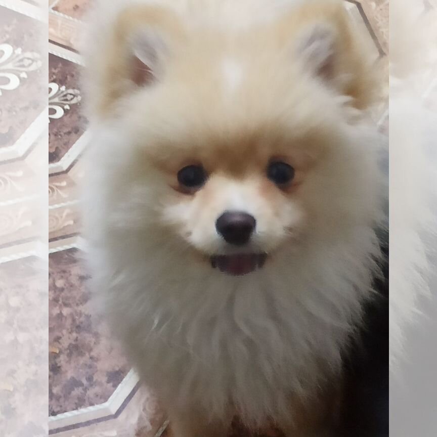 Померанский шпиц, щенок