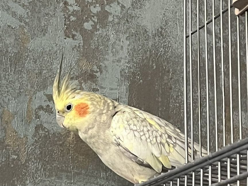 Попугай корелла самка