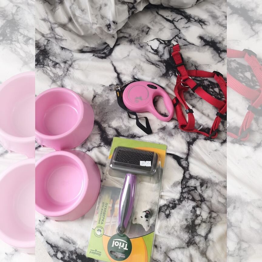 Аксессуары для собак