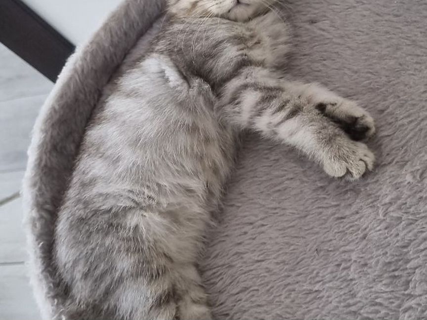 Шотландский котенок мальчик