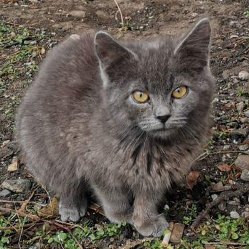Котеночек кошечка
