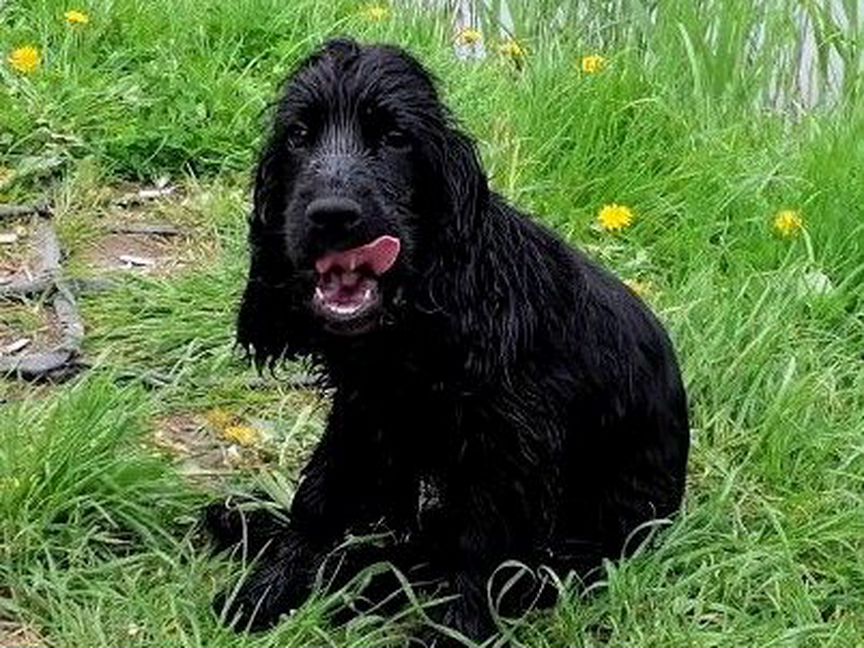 Вязка кокер спаниель девочка