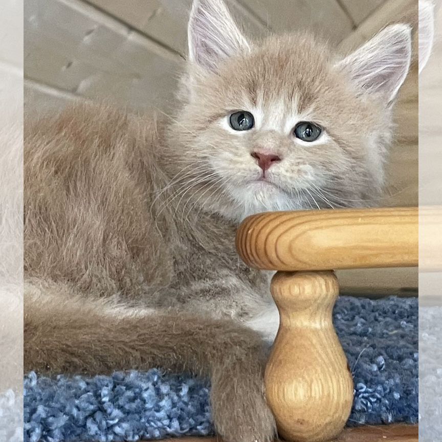 Мейн-кун котёнок