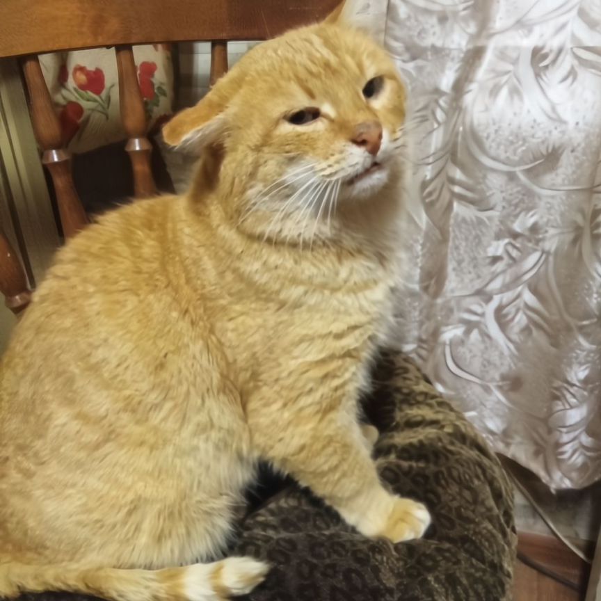 Взрослый кот в добрые руки