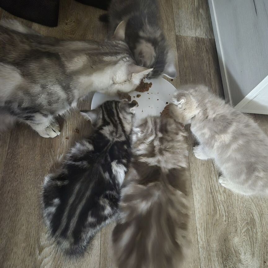 Шотландские котята
