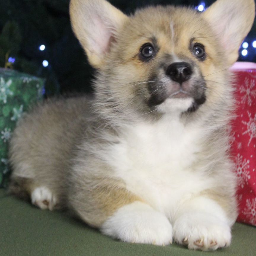 Вельш Корги Пемброк, щенок