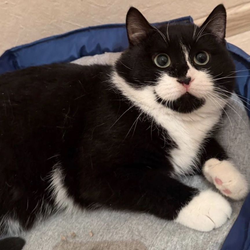 Взрослый кот в добрые руки