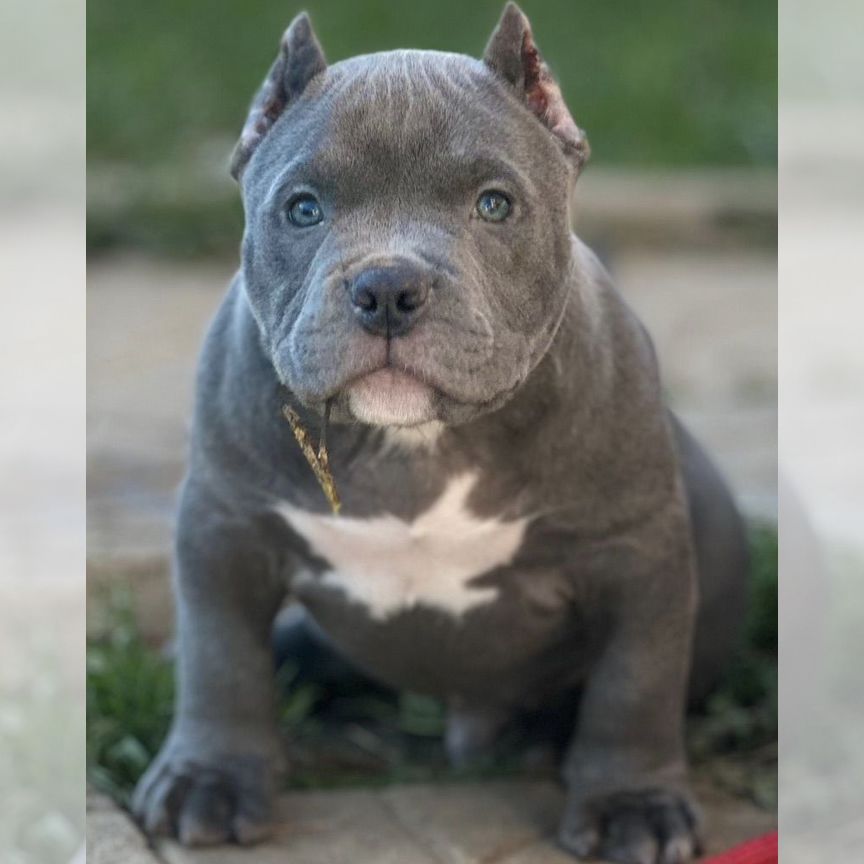 Американский булли самый красивый покет