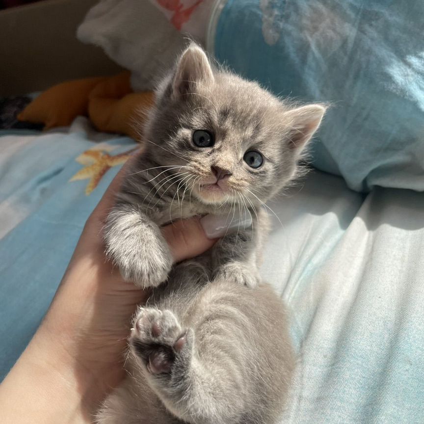 Британские котята