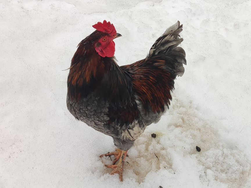 Деревенские петухи домашние