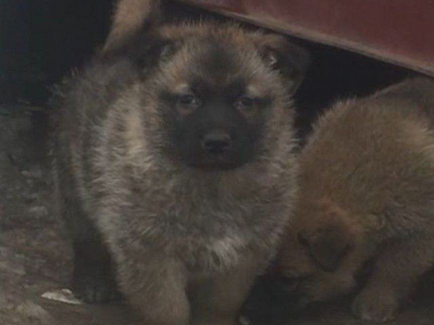 Щенки, есть мальчики и девочки, 1.5 месяца