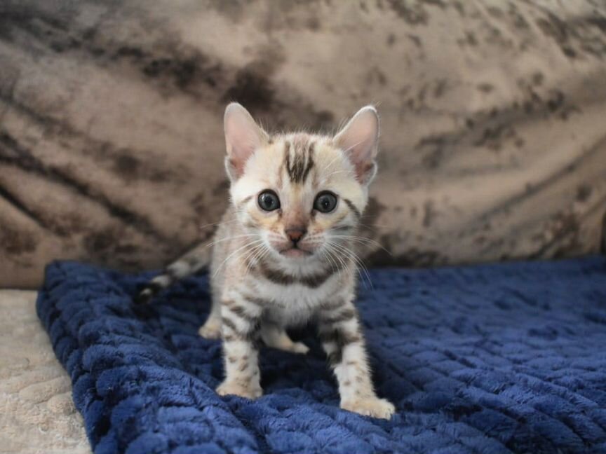 Бенгальские котята