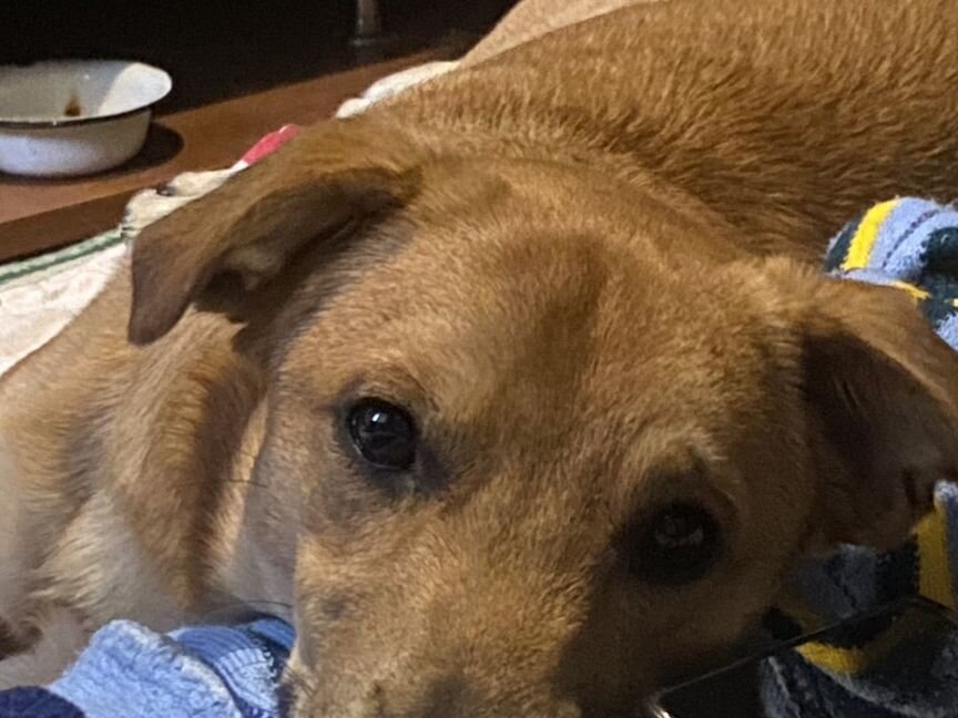 Потап ищет дом