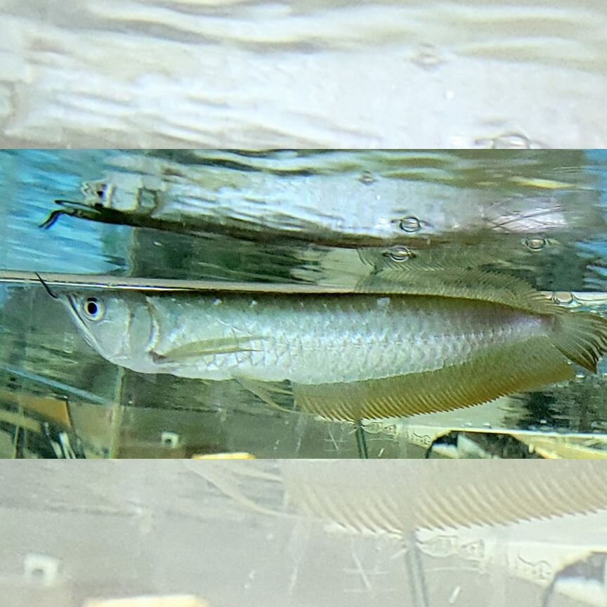 Аравана светлая