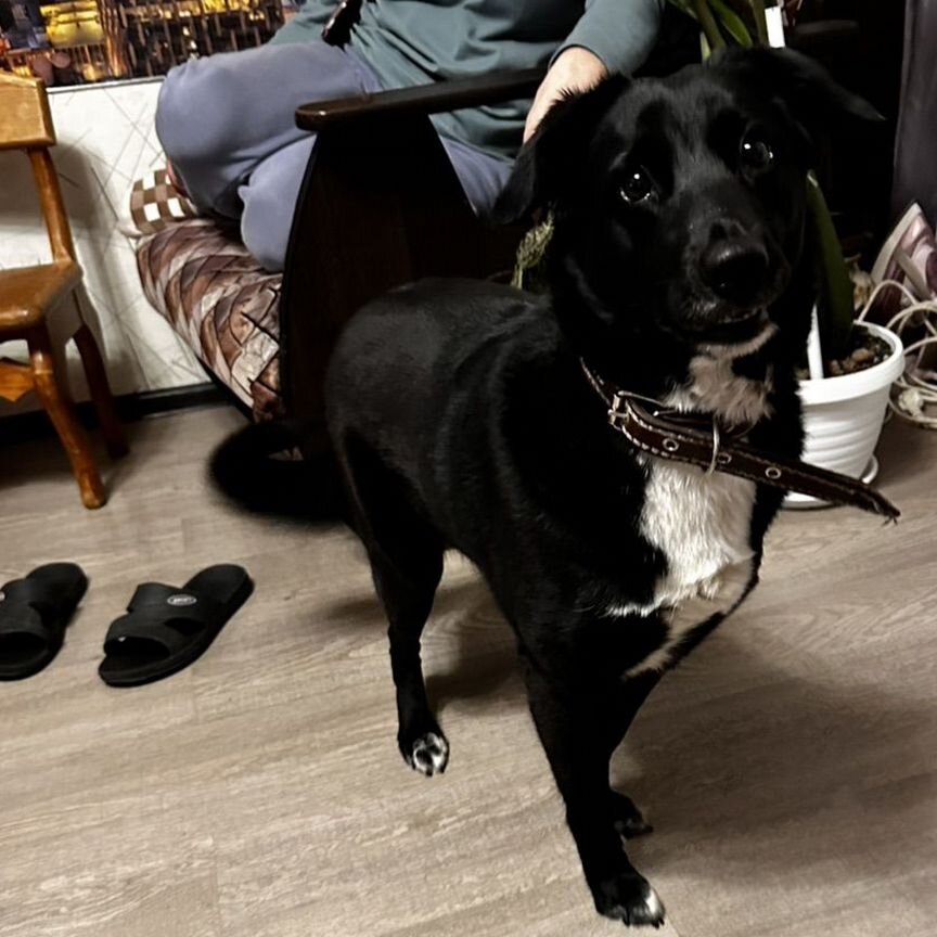 Взрослая собака в добрые руки