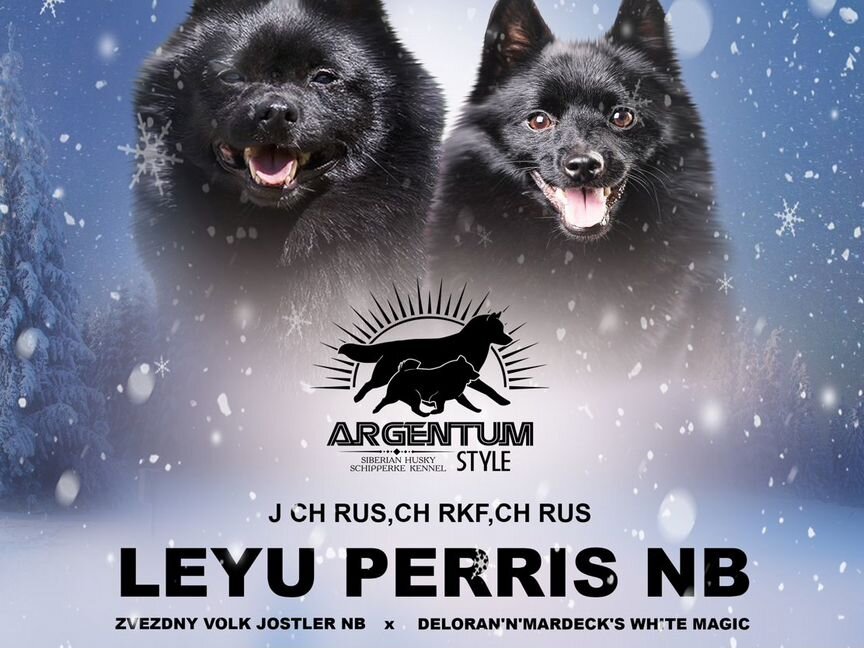 Шипперке схипперке