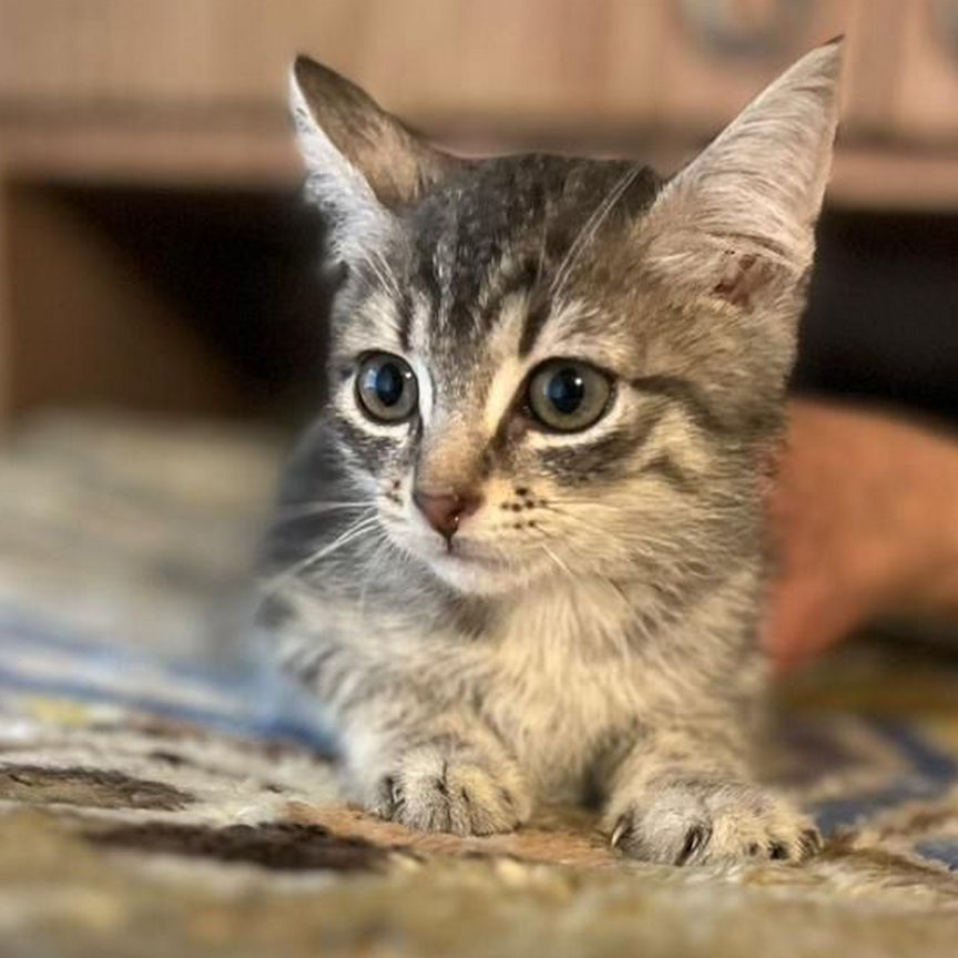 Котенок мальчик 1,5 мес