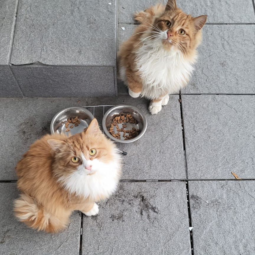Сибирские рыжие котята