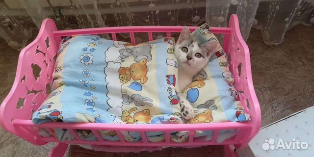 Котёнок ищет дом