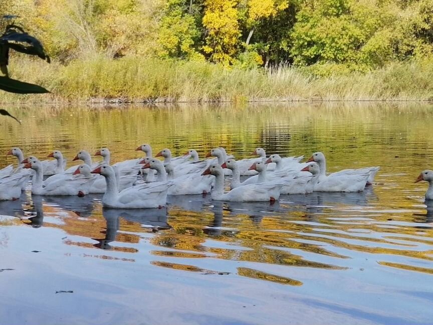 Продам гусей