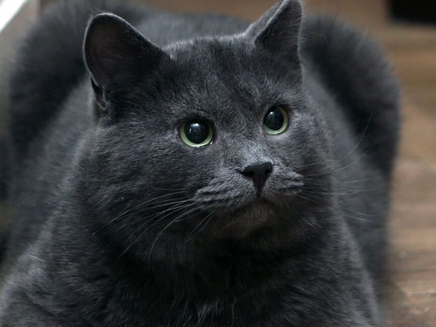 Кот