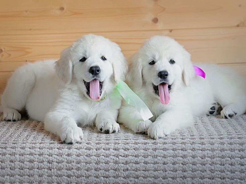 Словацкий чувач