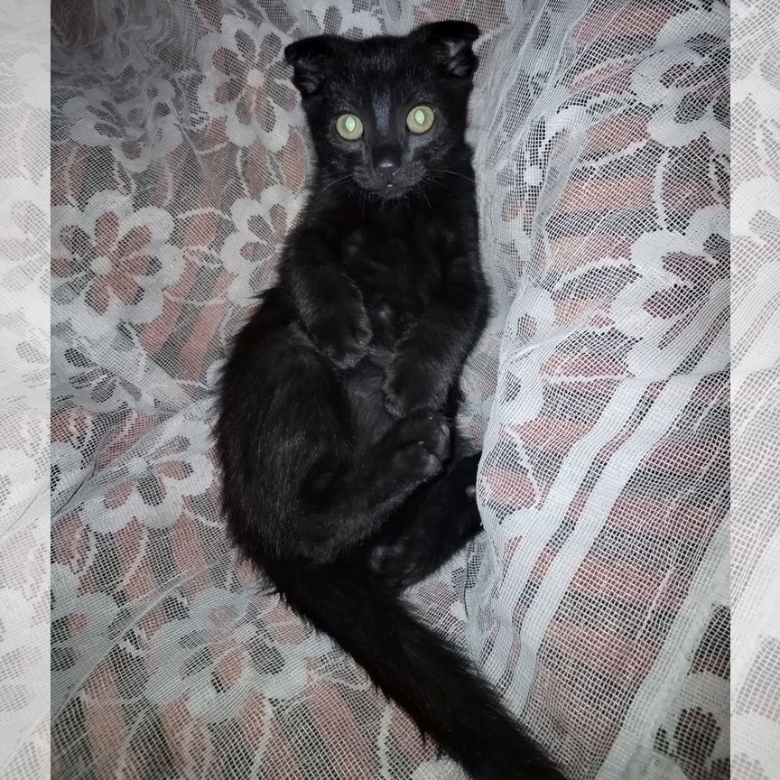 Шотландский вислоухий котенок