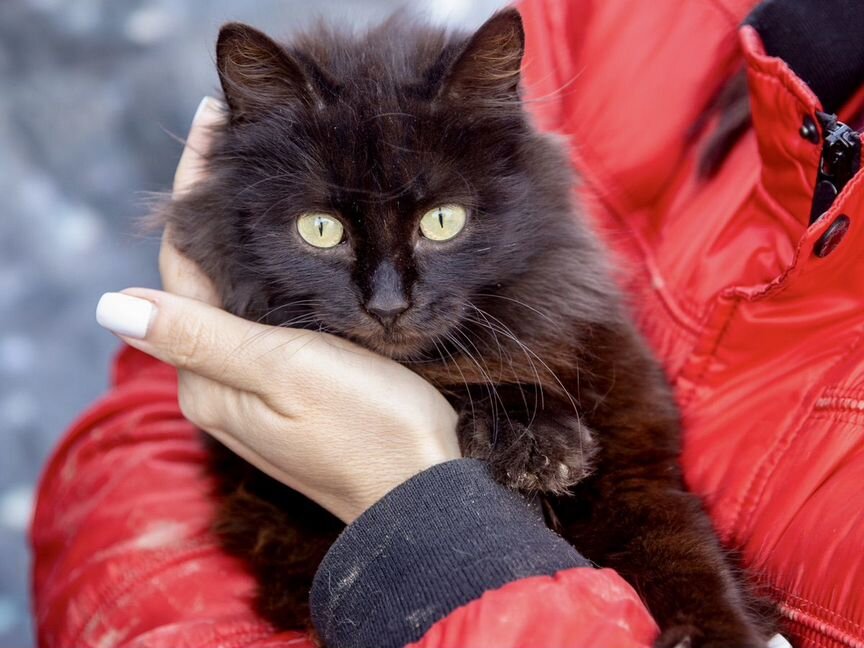 Черная кошка в добрые руки