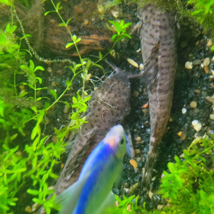 Сом таракатум 2 шт