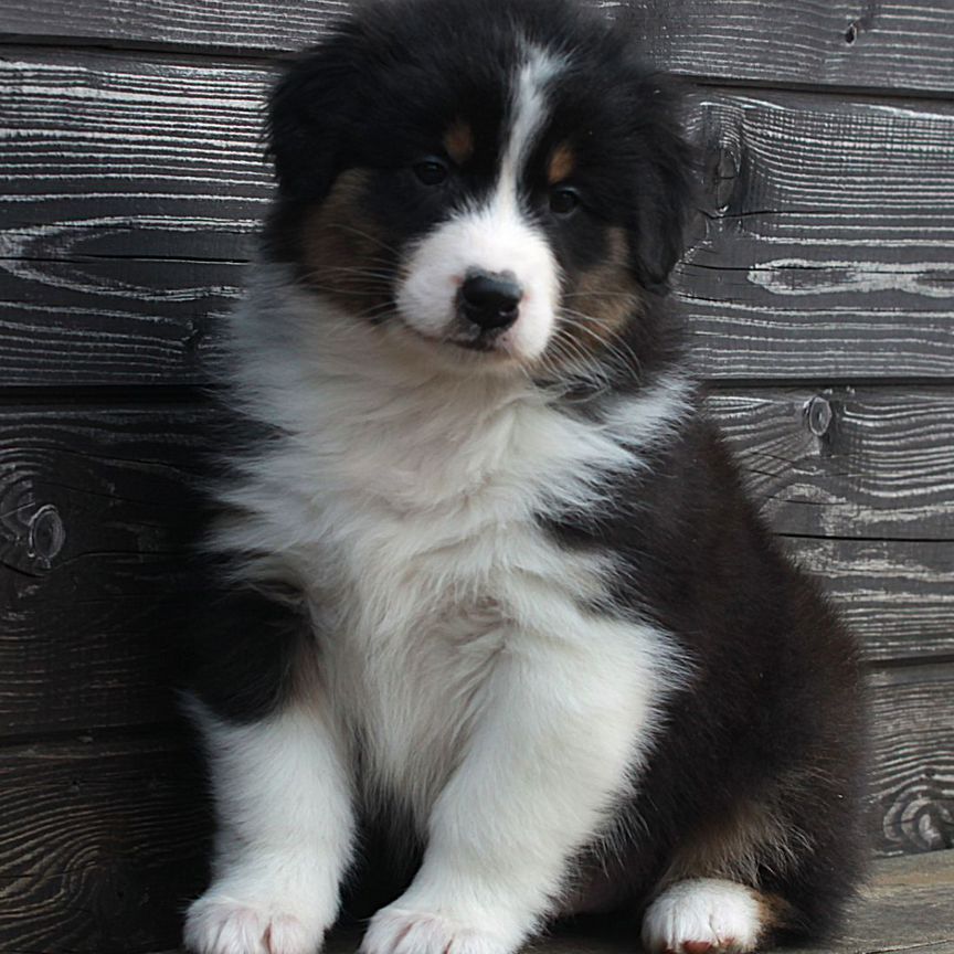 Австралийская овчарка, щенок