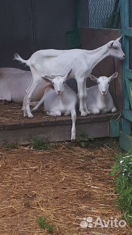 Козочки зааненские