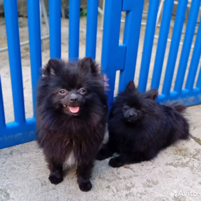 Черный померанский шпиц Яша Радость Ваша