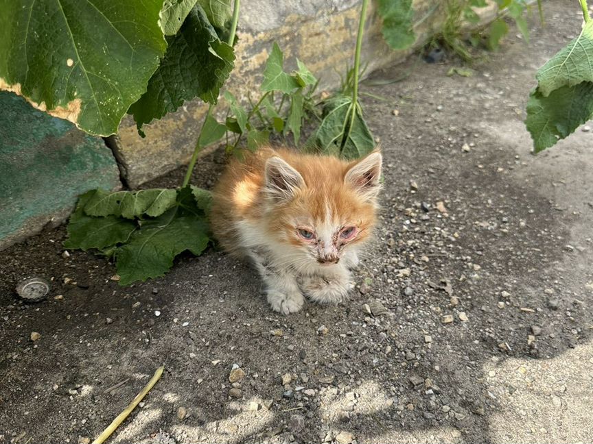 Спасите котят