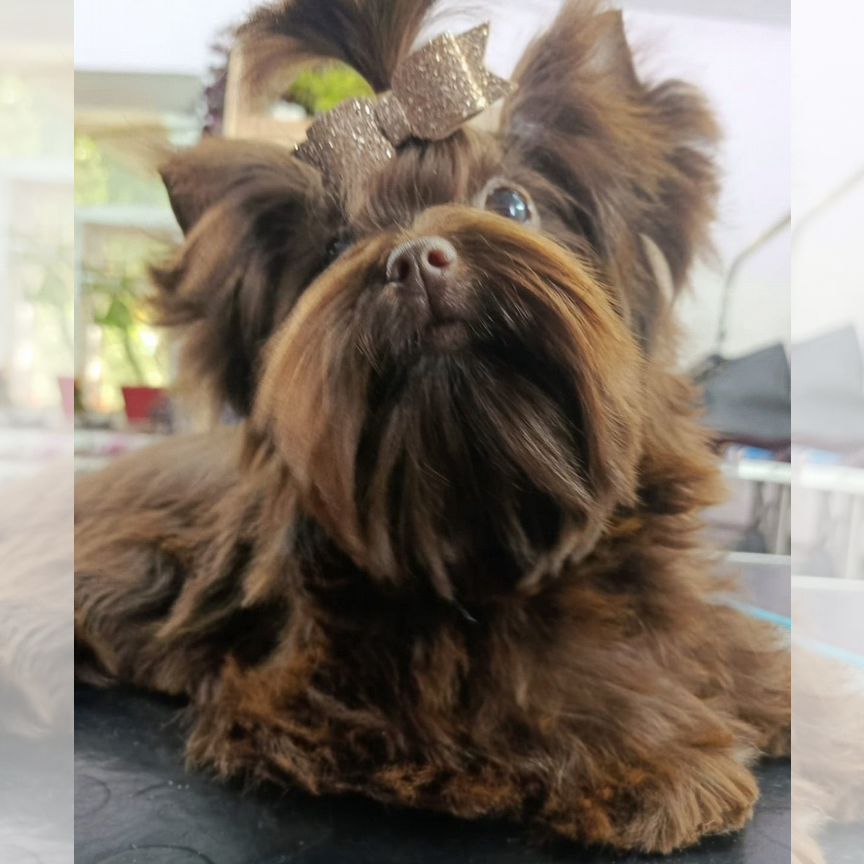 Йоркширский терьер, щенок