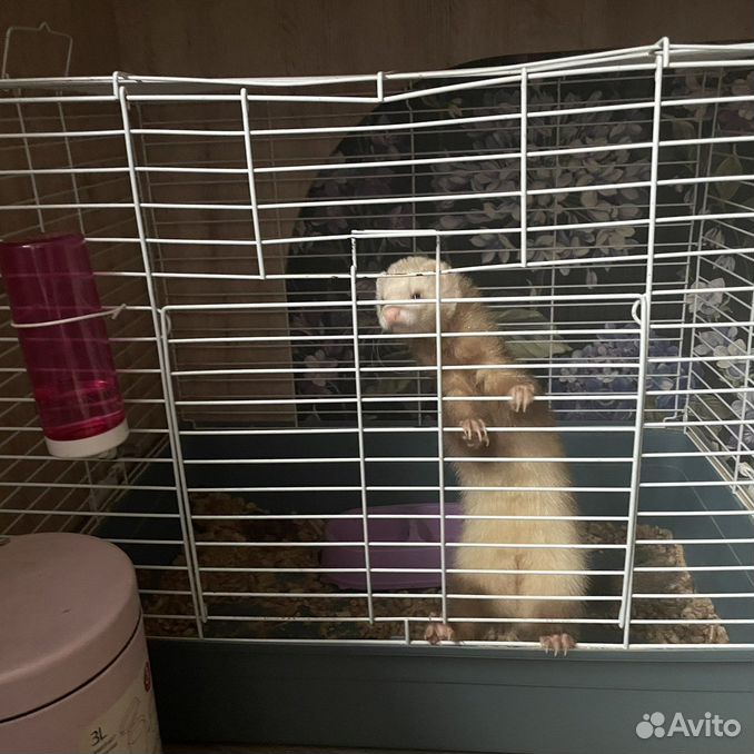 Домашний хорек