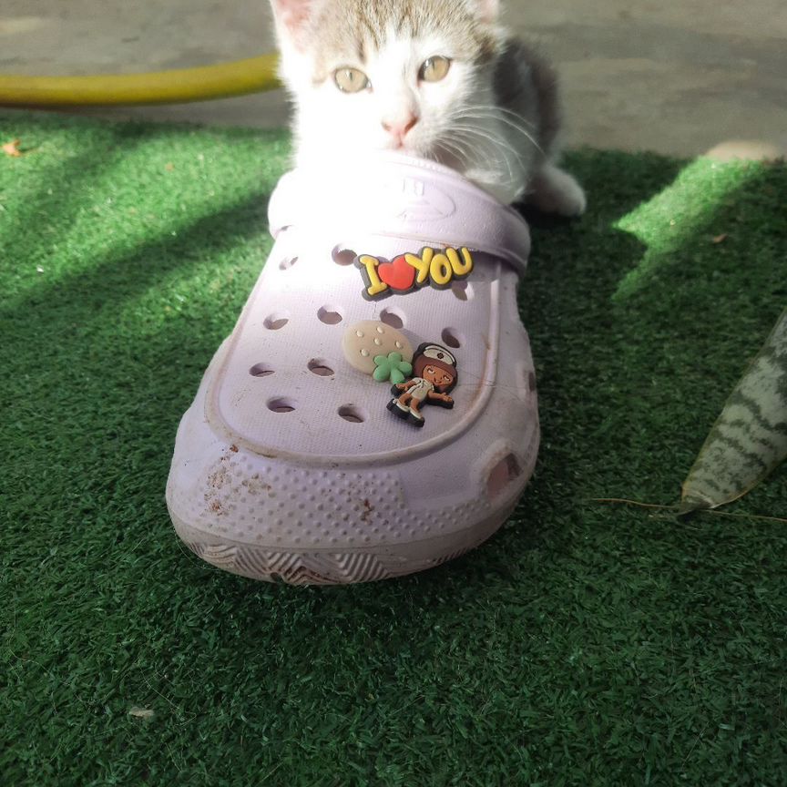 Кошечка 3 месяца умничка,в добрые руки