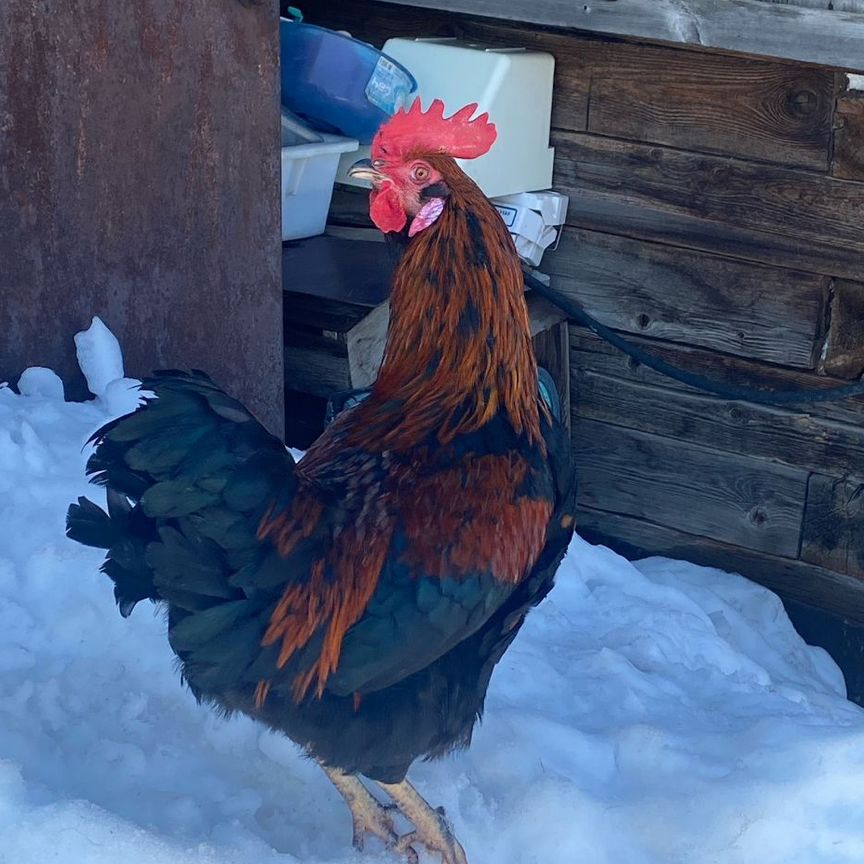 Молодые петухи