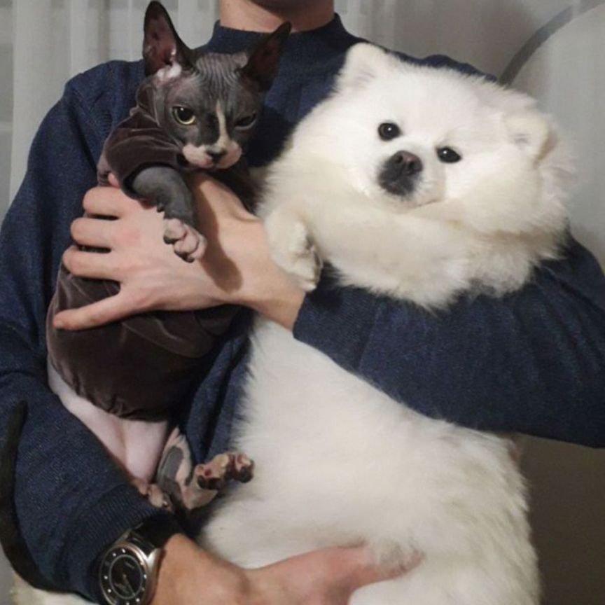 Померанский шпиц