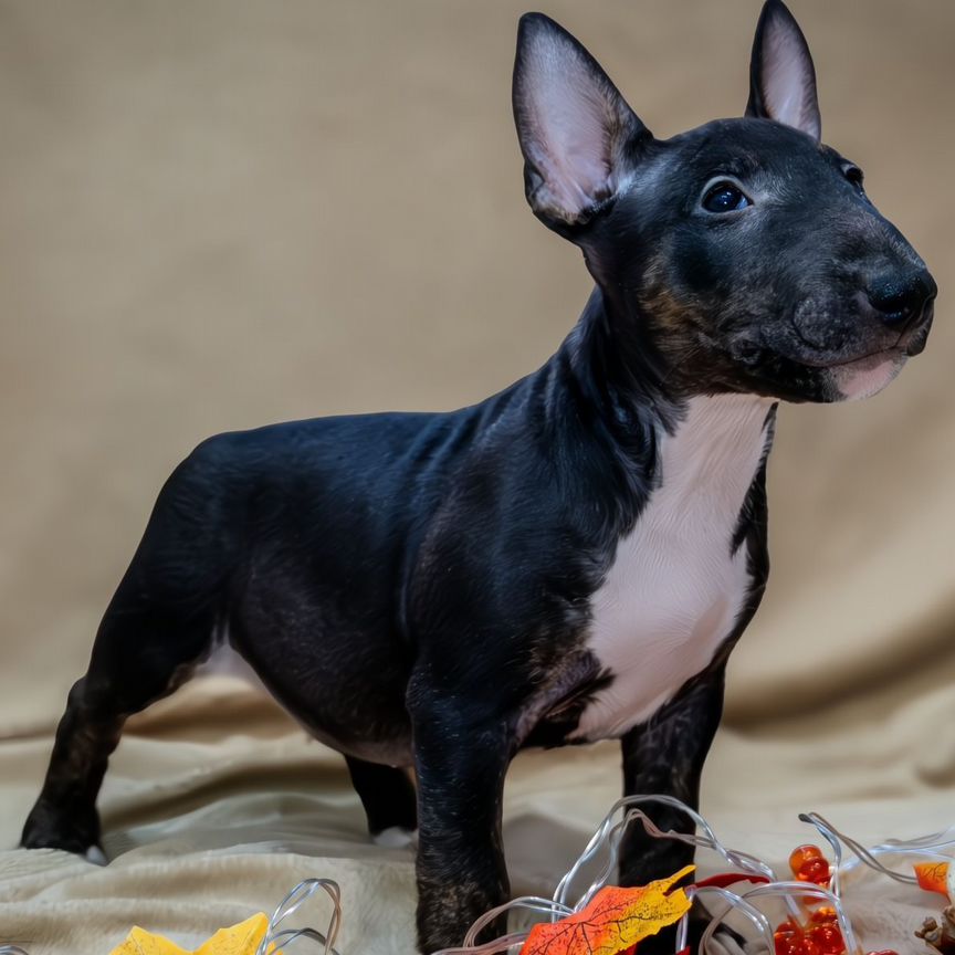 Мини-бультерьер, щенок