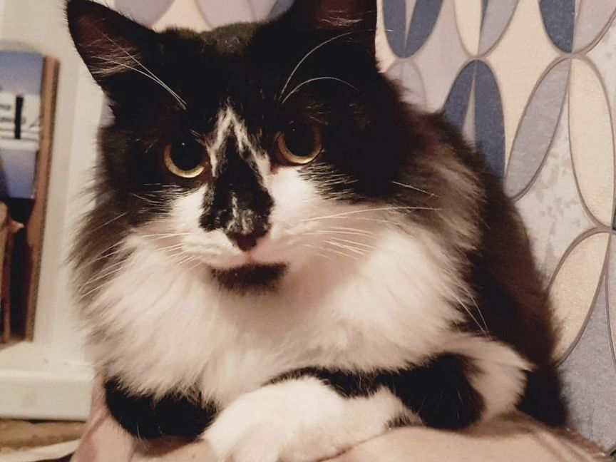 Котик 1,5 года ищет дом