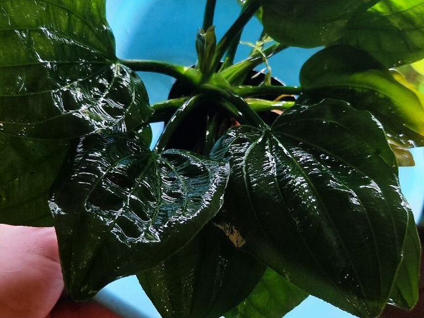 Эхинодорус Сан Карлос(Echinodorus sp. San Carlos)