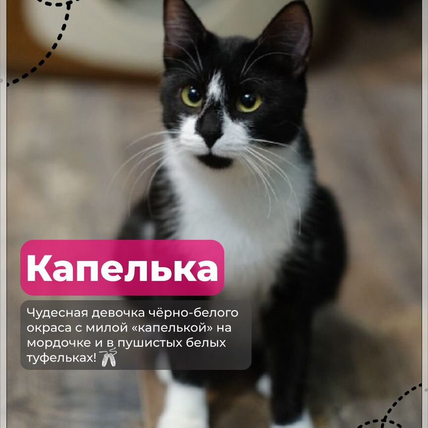 Взрослая, кошка в добрые руки