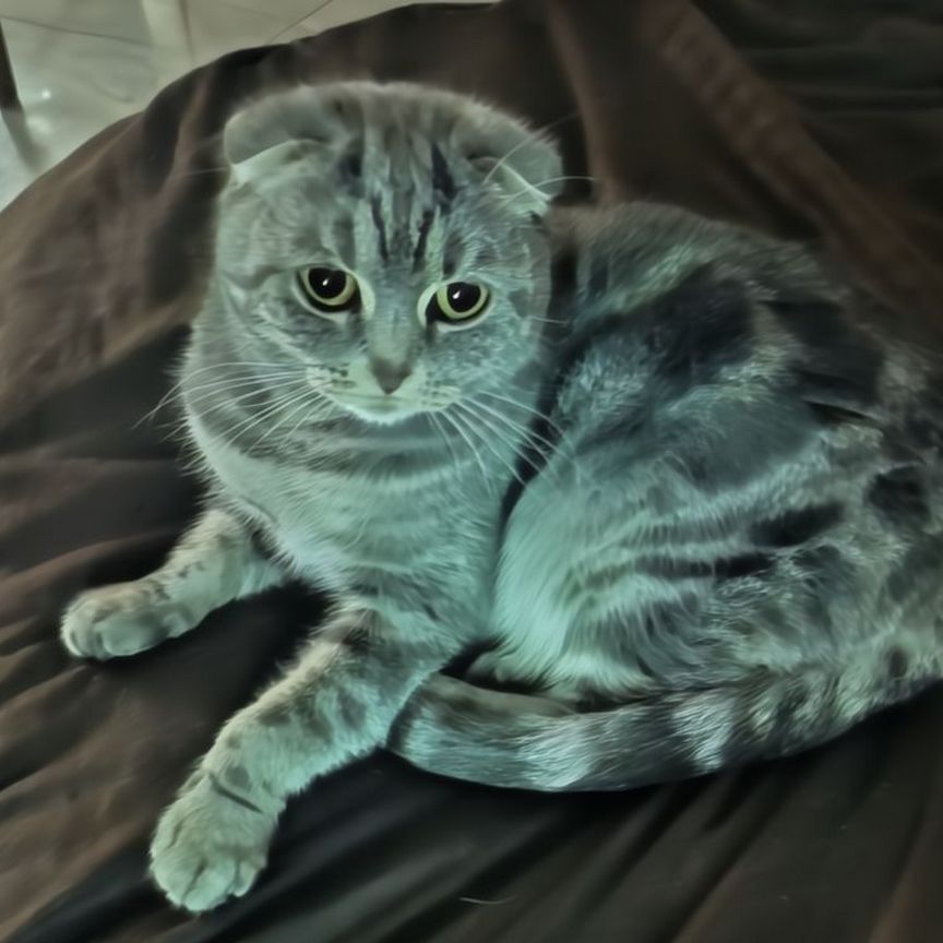 Шотландская вислоухая короткошёрстная, взрослая кошка