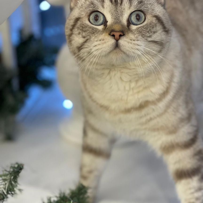 Кот шотландский