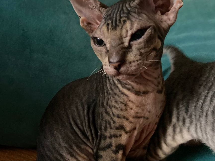 Донской сфинкс котята